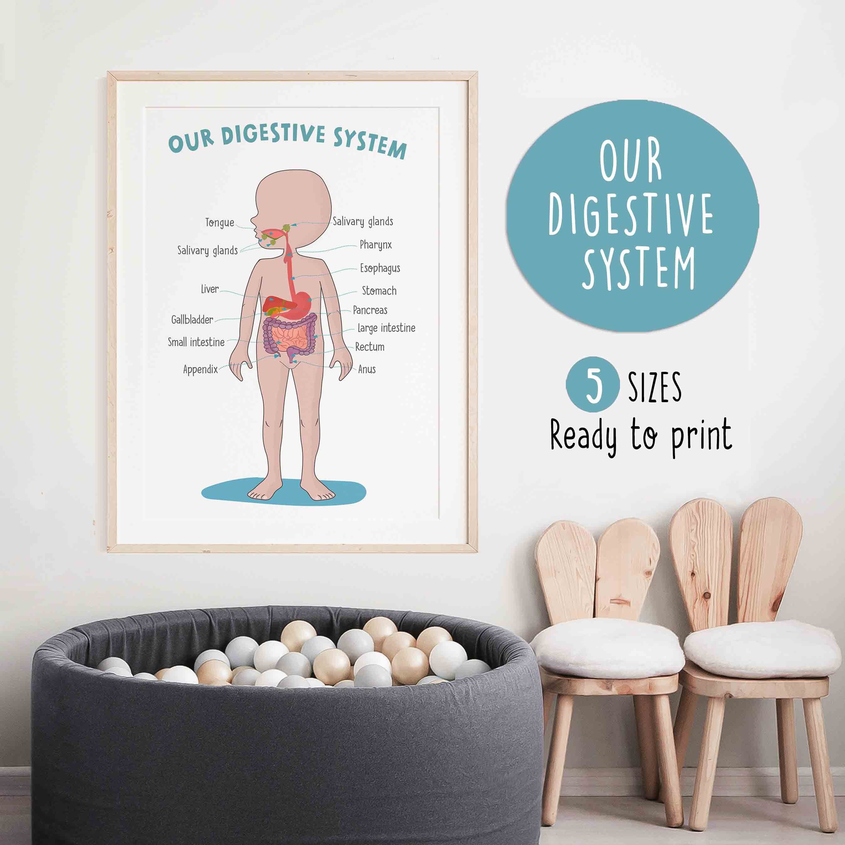 Digestive System, Human Body Systems, Preschool and Primary Poster ...