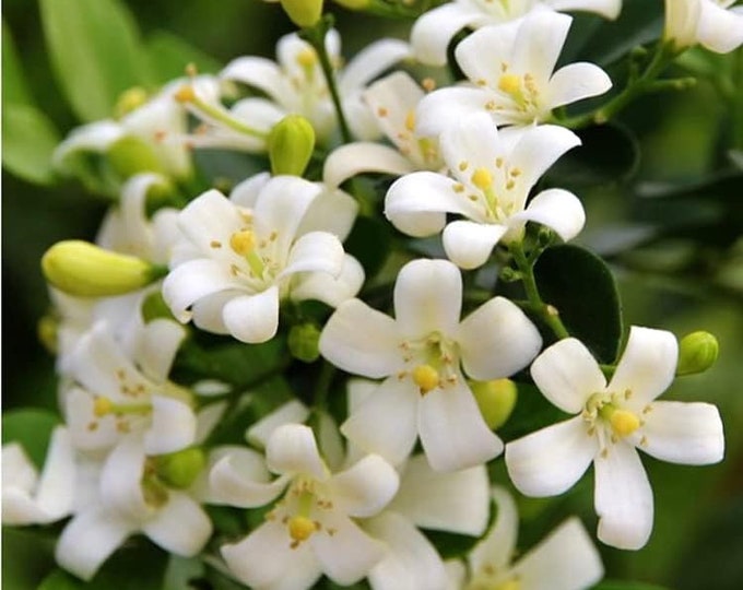 Murraya Paniculata - Orange Jasmine - Extremely Fragrant Flowers ...