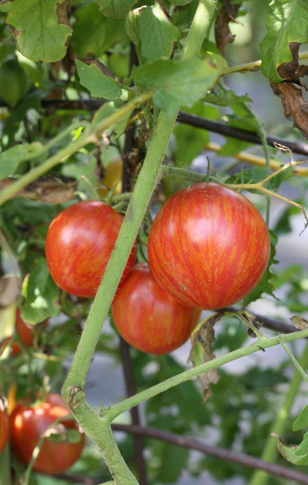 Rebel Starfighter: Kayleigh Anne Pink - Etsy