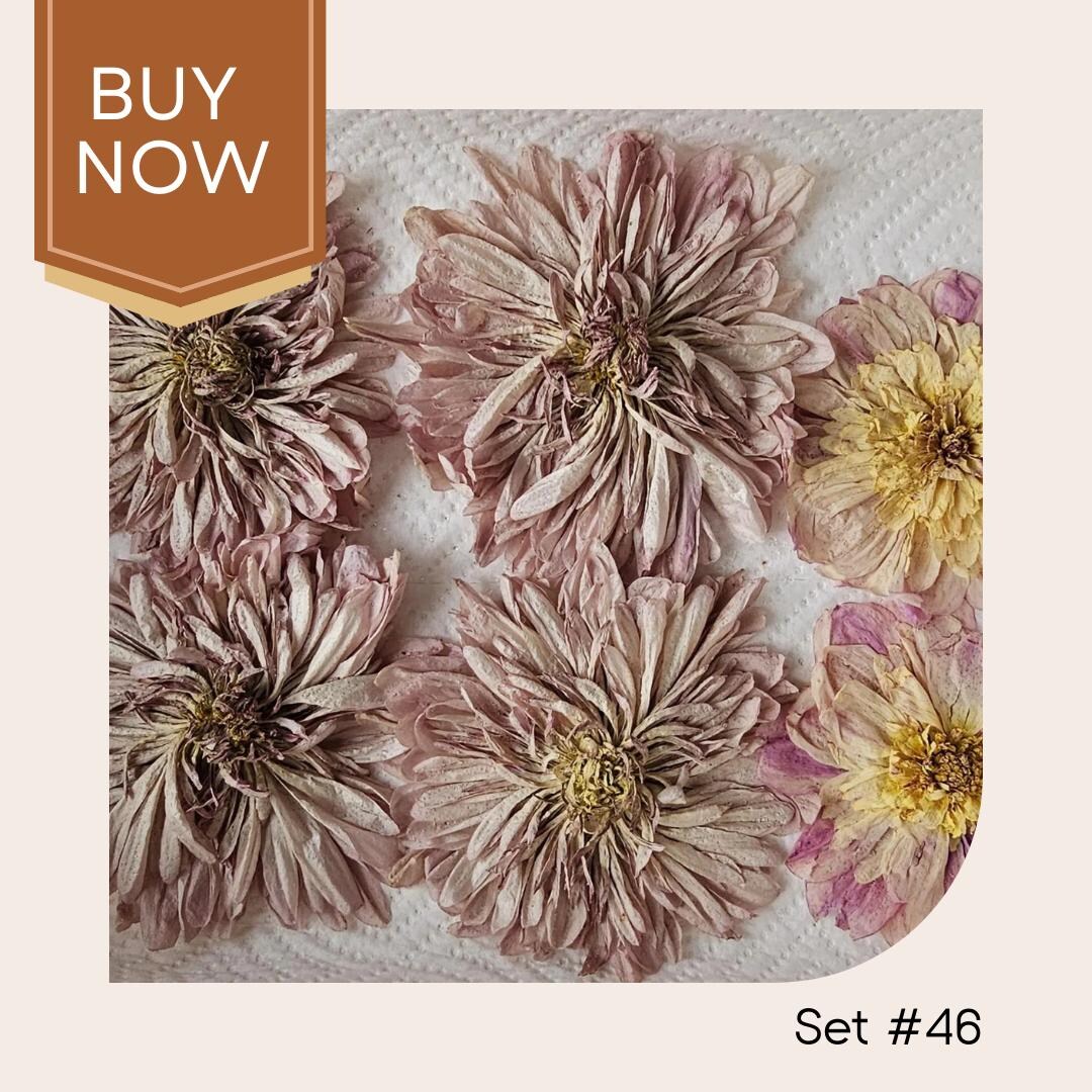Spider Mums,dried Flowers, Flowers for Resin Crafts, Flowers for ...
