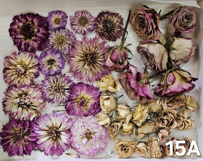 Dried Dahlia #15A , Rose Heads and Mums, Resin Crafts, Flowers for ...