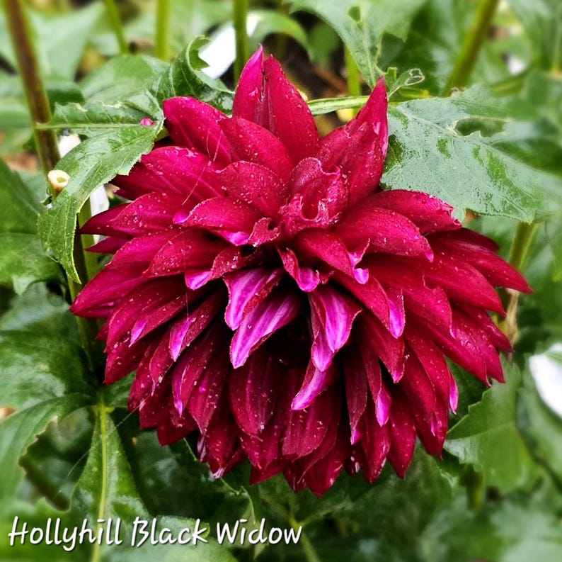 Dried Dahlia Heads: Mixed Colors, Wreath & Resin Crafts - Pacific ...