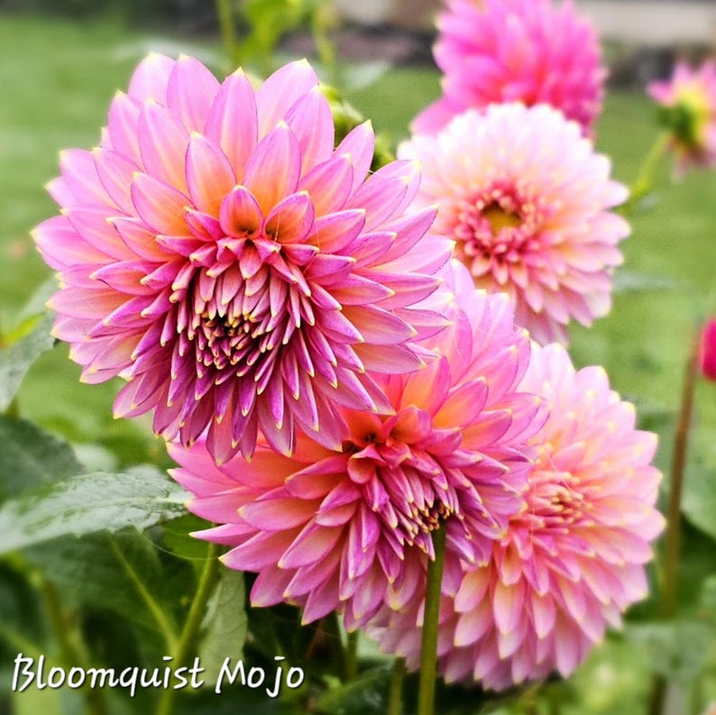 Dried Dahlia Heads: Mixed Colors, Wreath & Resin Crafts - Pacific ...