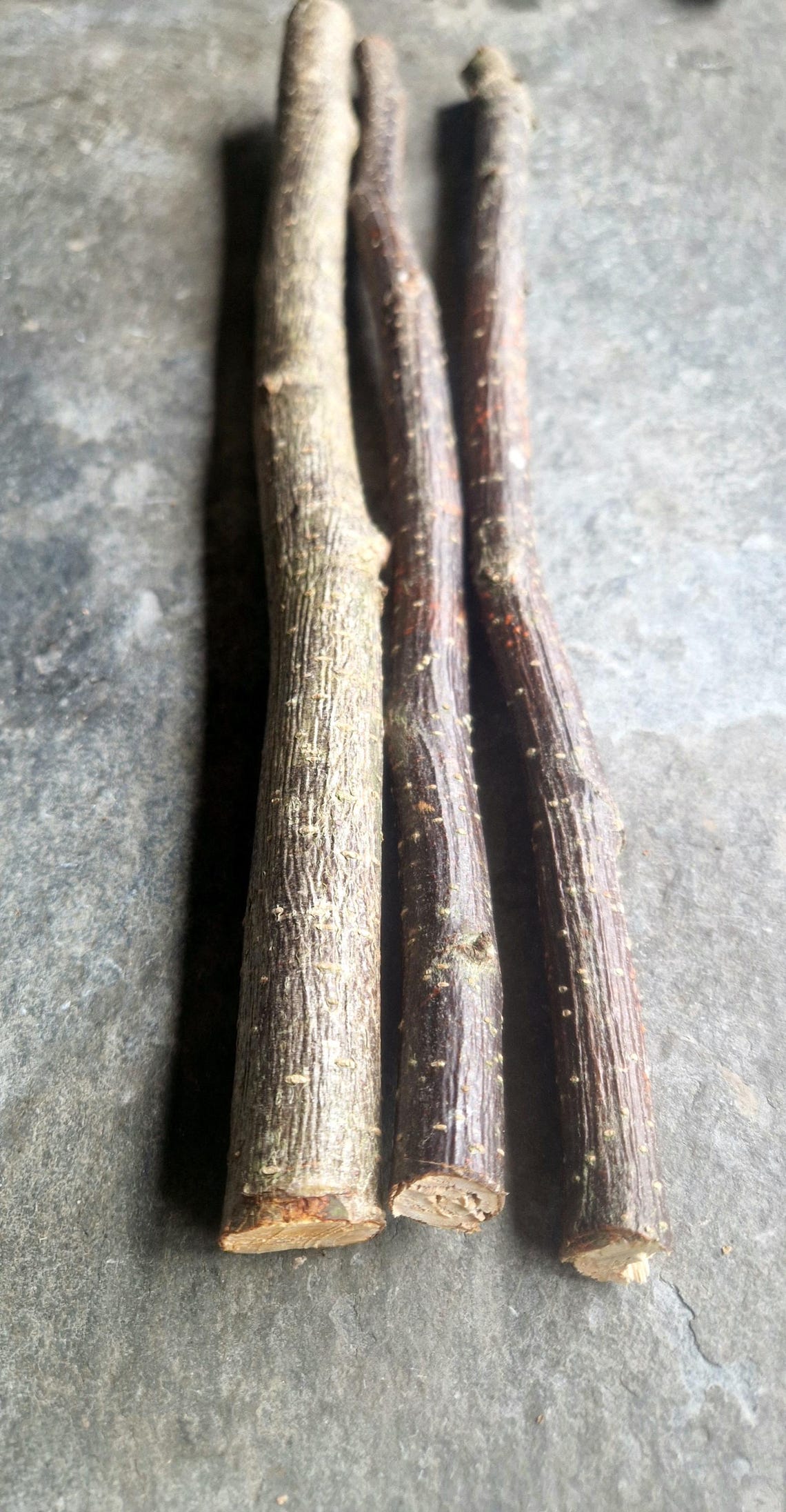 Irish Alder Sticks Wand Making, Craft Project - Etsy
