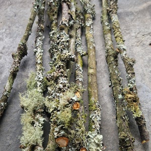 Irish Apple Tree Sticks With Lichen Moss X5 Bundle - Etsy Canada