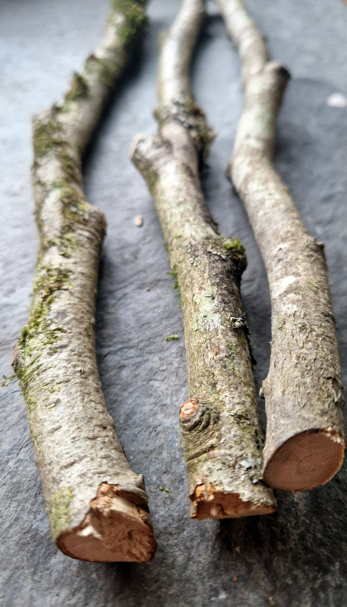 Irish Beech Tree Sticks X3 Bundle for Wand Making, Craft Supply ...