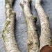 Irish Beech Tree Sticks X3 Bundle for Wand Making, Craft Supply ...