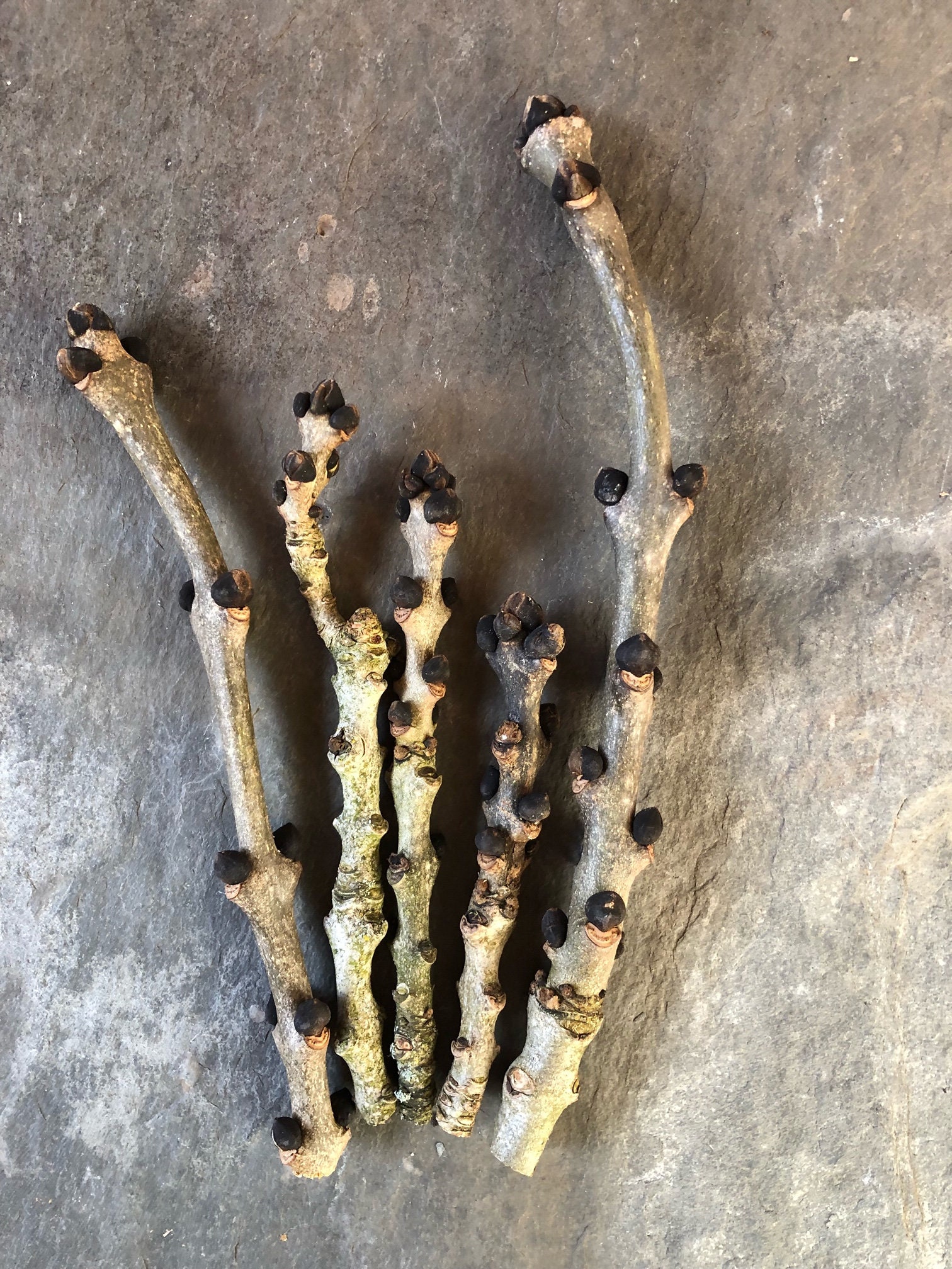 Irish Ash Tips With Gorgeous Matt Black Buds. Perfect for Decoration ...