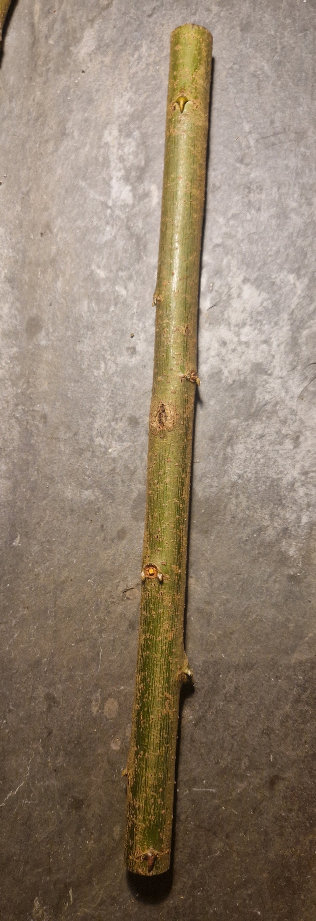 Irish Willow Stick - Etsy