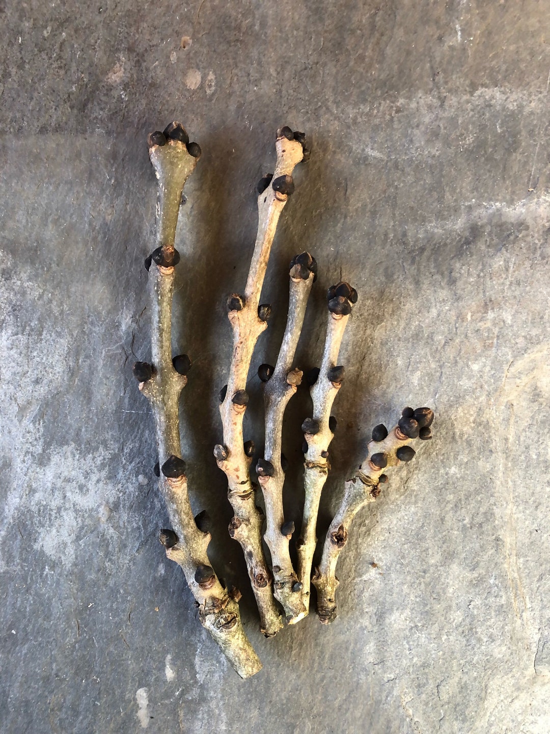 Irish Ash Tips With Gorgeous Matt Black Buds. Perfect for Decoration ...