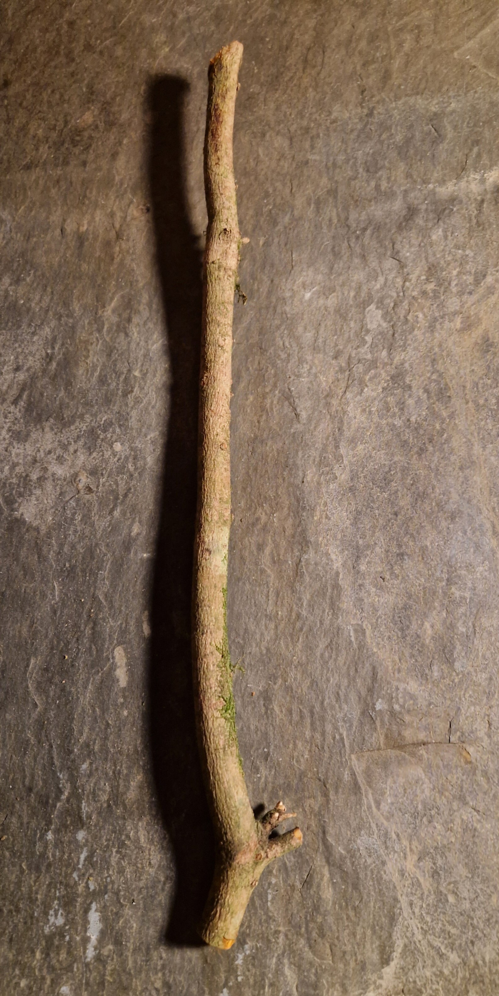 Irish YEW Stick/wand Perfect for All Kinds of Creative Craft Projects ...