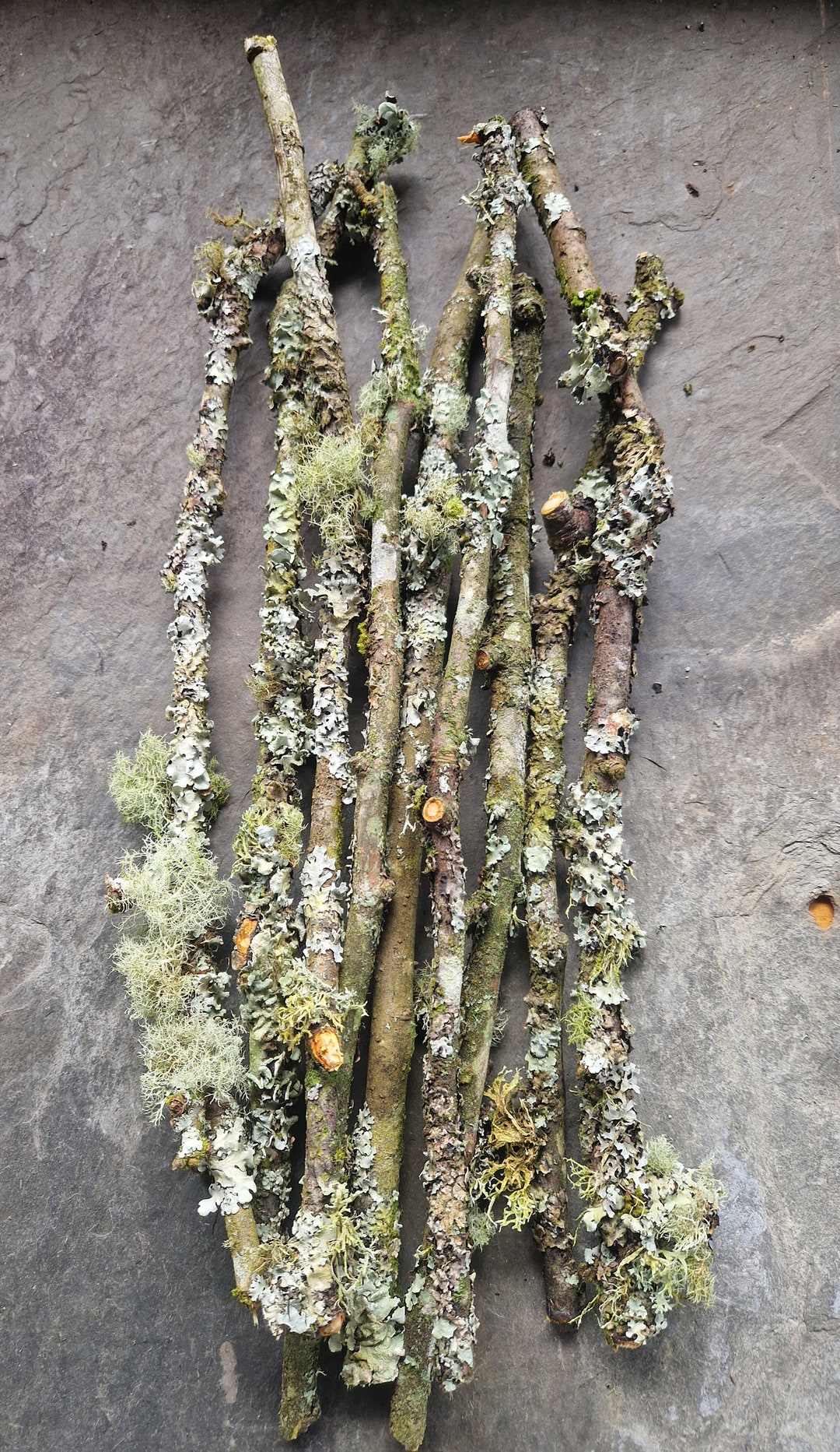 Irish Apple Tree Sticks With Lichen Moss X5 Bundle - Etsy Canada