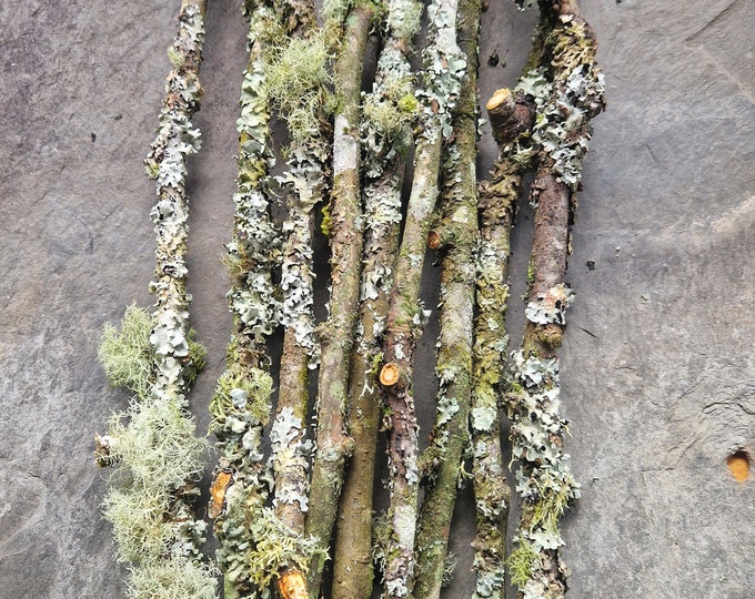 Irish Apple Tree Sticks With Lichen Moss X5 Bundle - Etsy Canada
