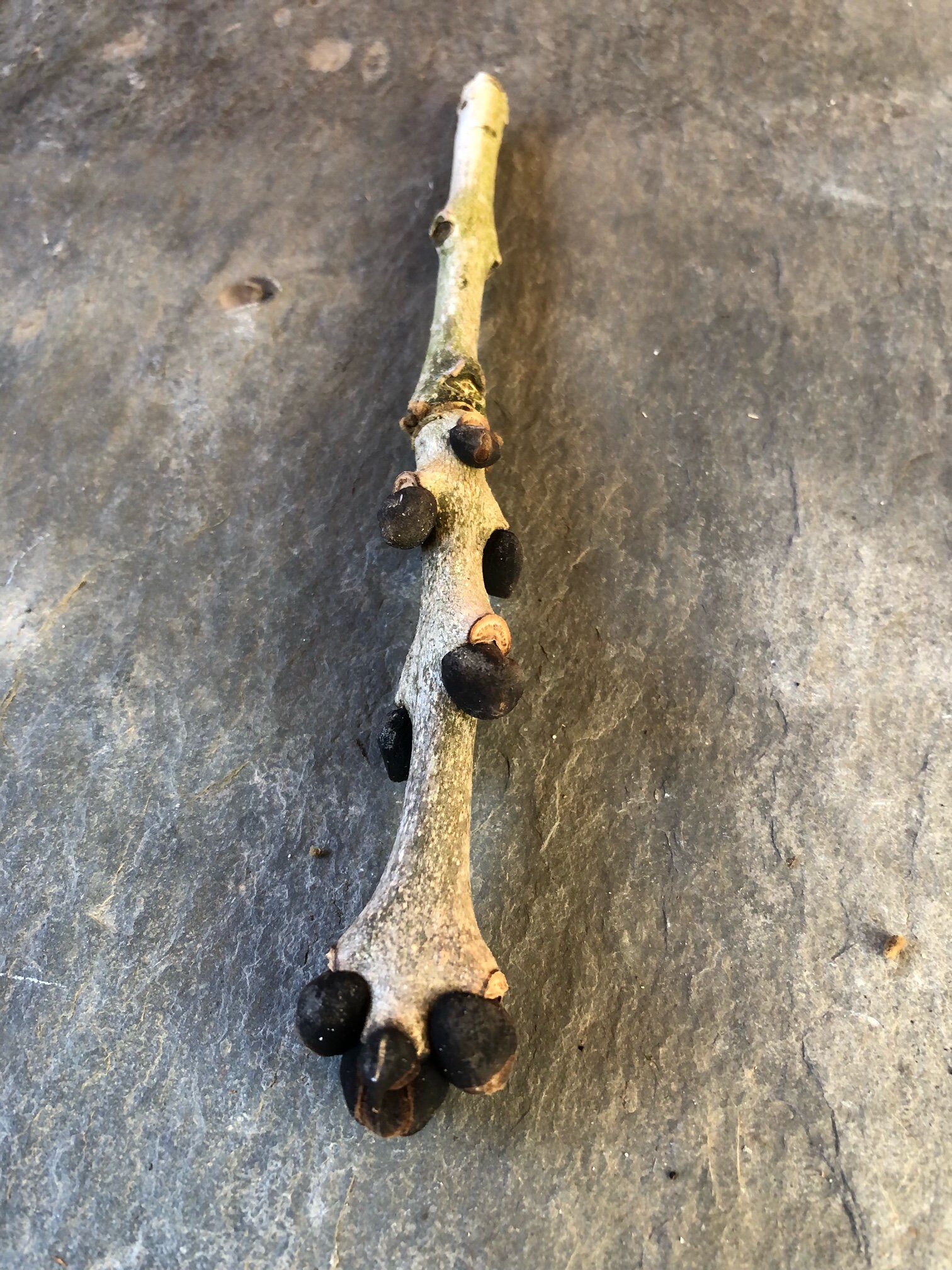 Irish Ash Tips With Gorgeous Matt Black Buds. Perfect for Decoration ...