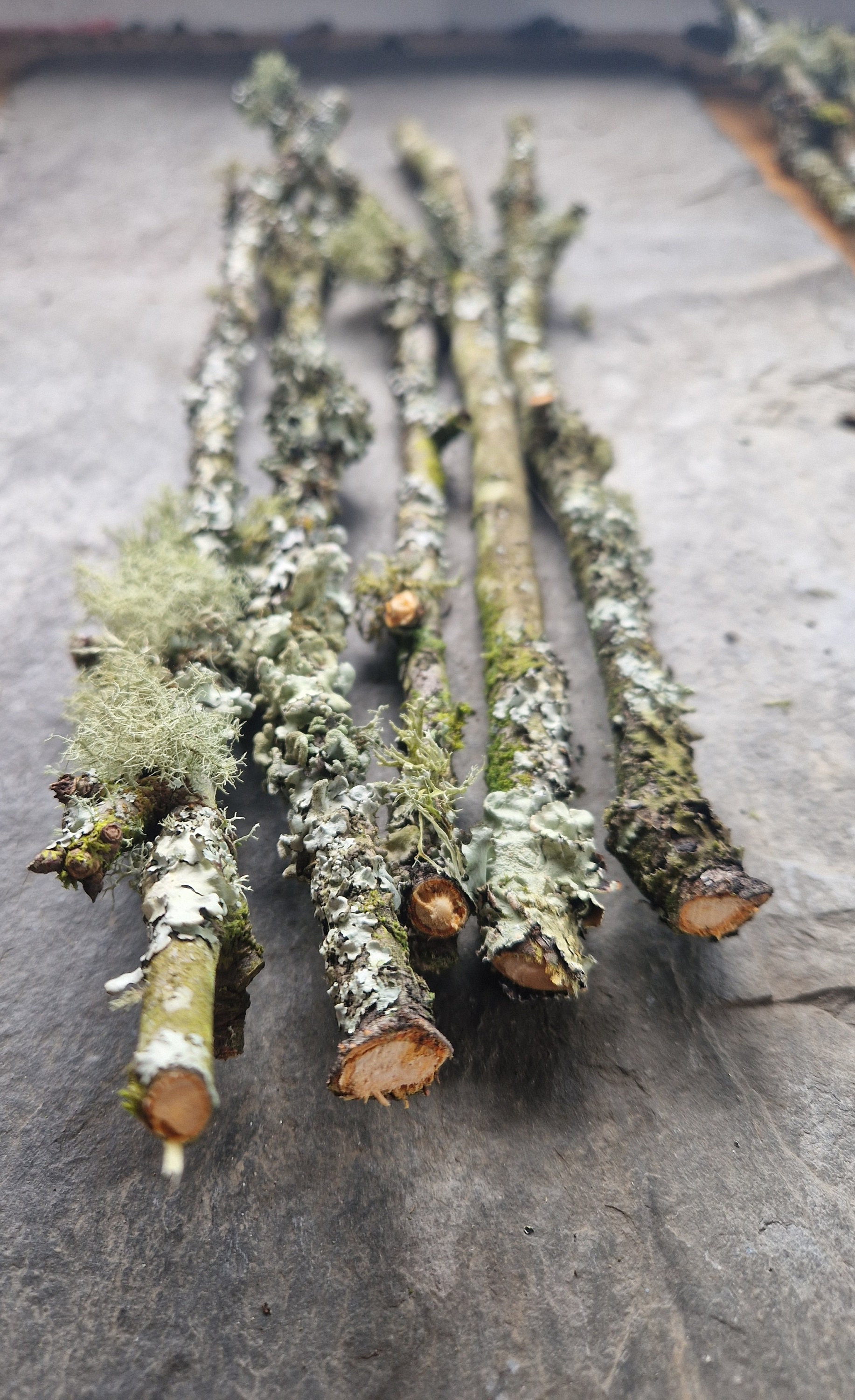 Irish Apple Tree Sticks With Lichen Moss X5 Bundle - Etsy