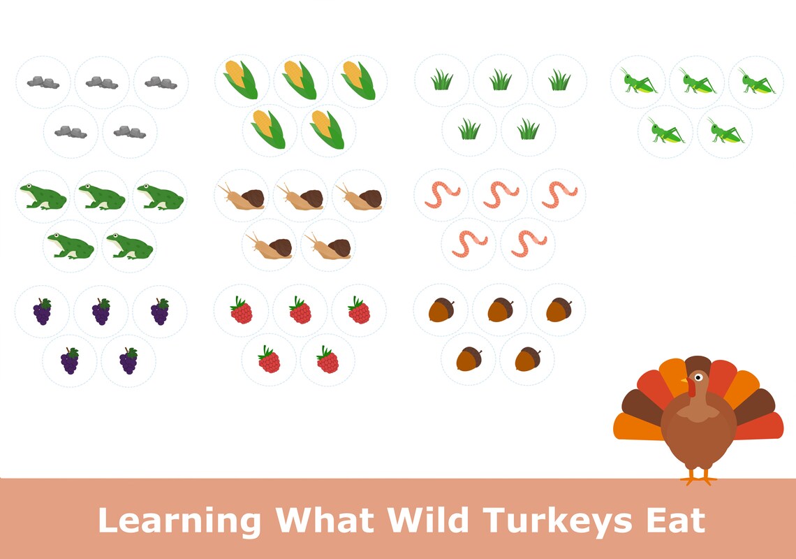 Digital Large Flisat Insert Feed the Turkey Learn to Count - Etsy