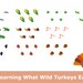 Digital Large Flisat Insert, Feed the Turkey, Learn to Count, Fine ...