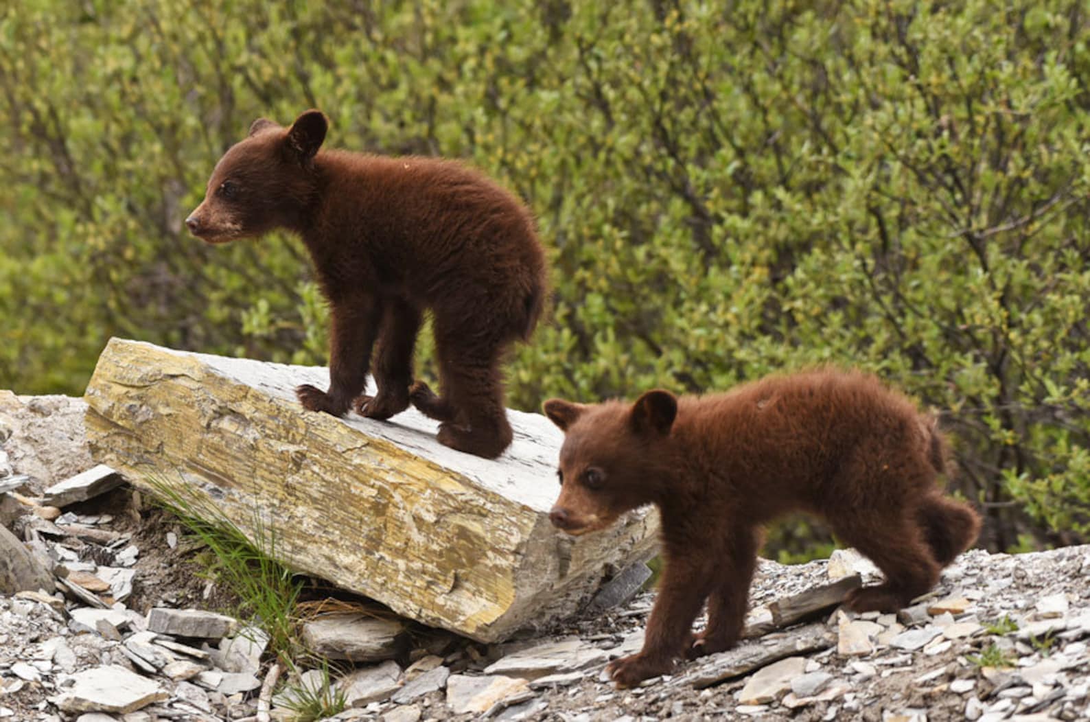 Two Black Bear Cubs - Etsy