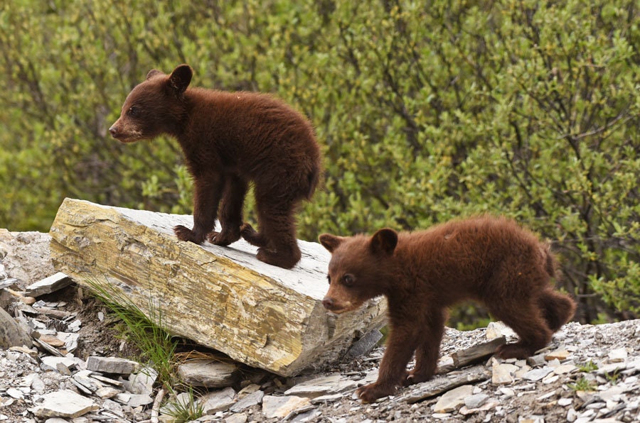 Two Black Bear Cubs - Etsy