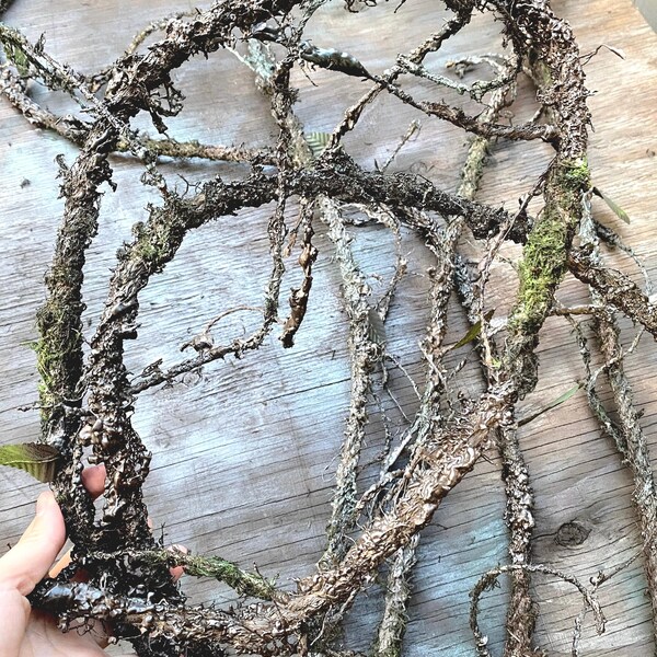 Swamp Backdrop - Etsy