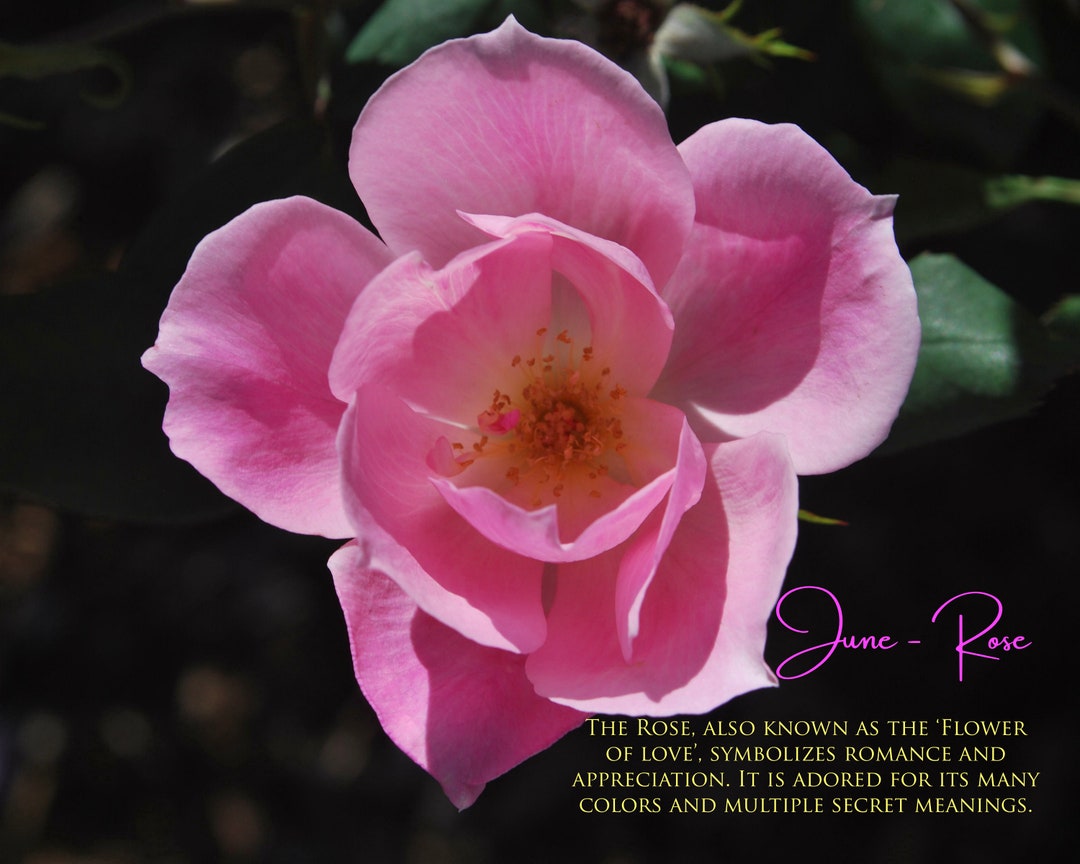 June Birth Month Flower - Rose - Etsy