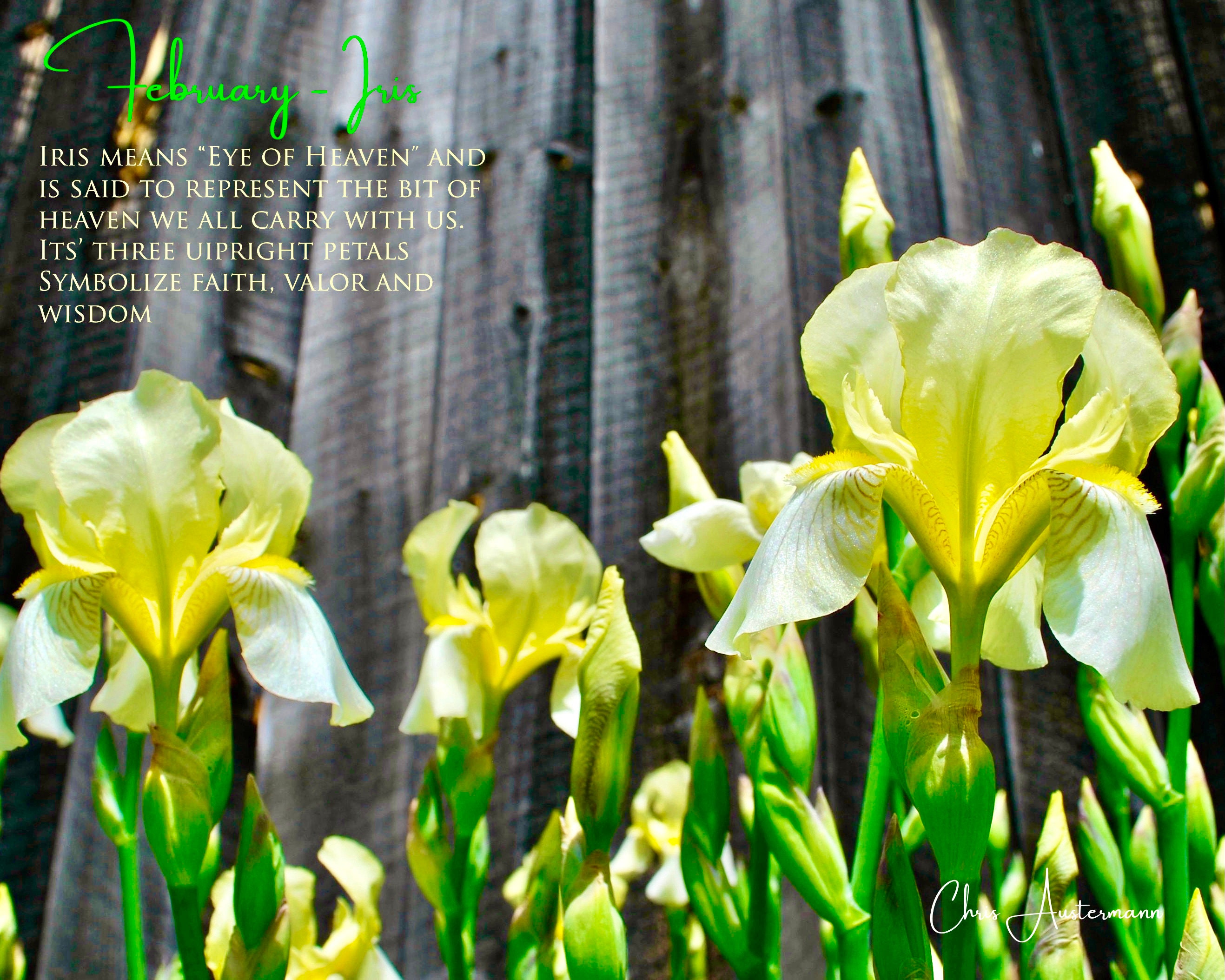 February Birth Month Flower Iris - Etsy