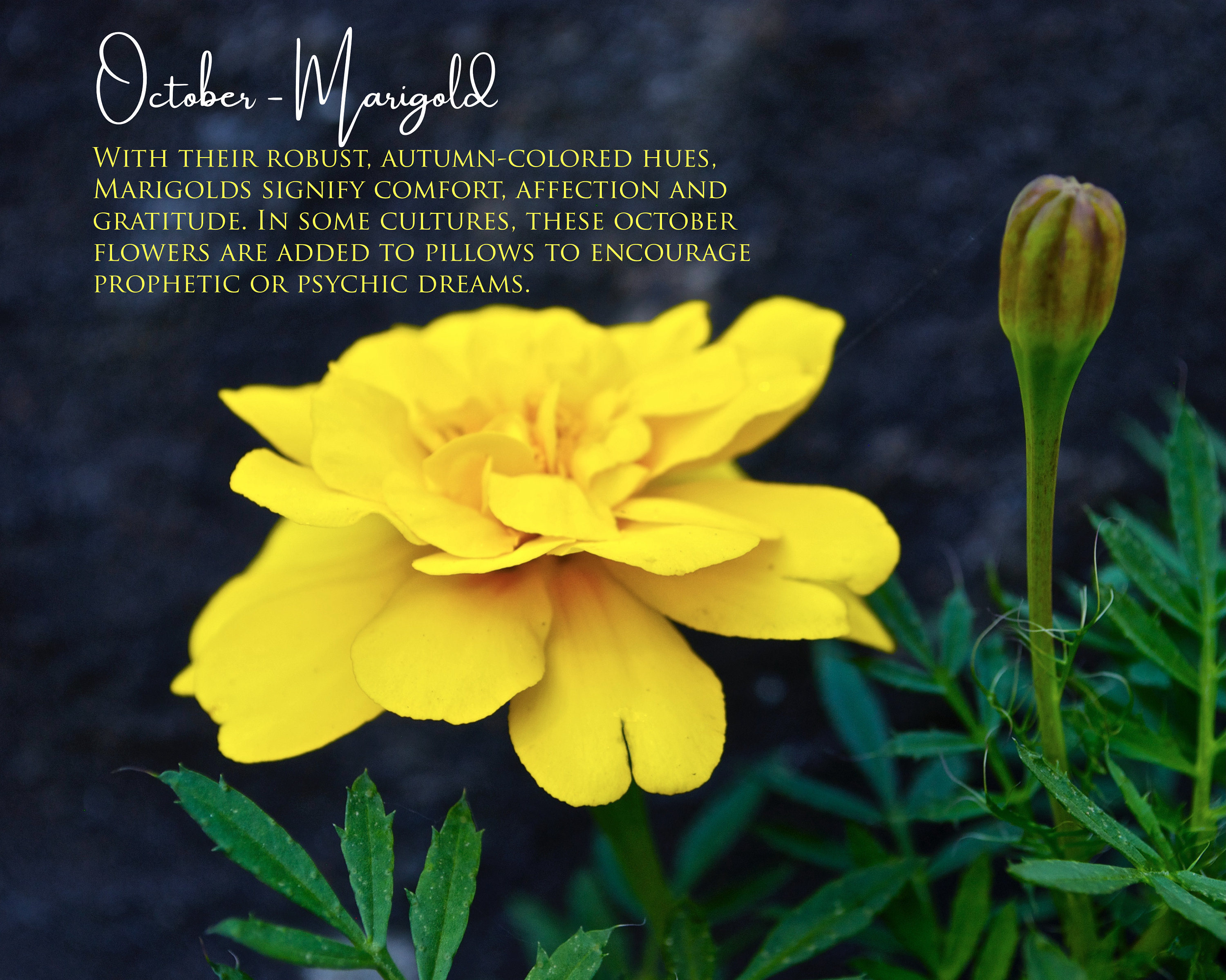 October Birth Month Flower - Etsy