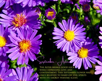September Birth Flower Aster Wreath - Etsy