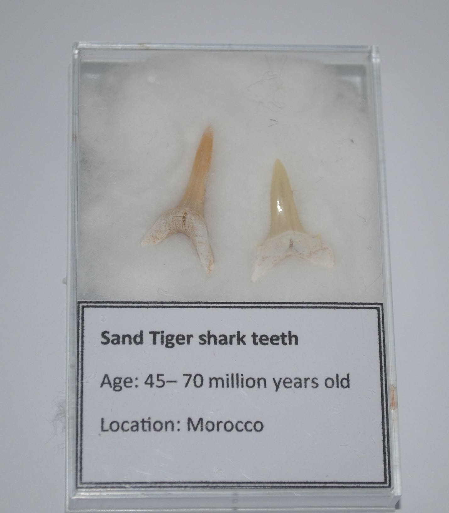 Fossil Sand Tiger Shark Teeth - Etsy UK