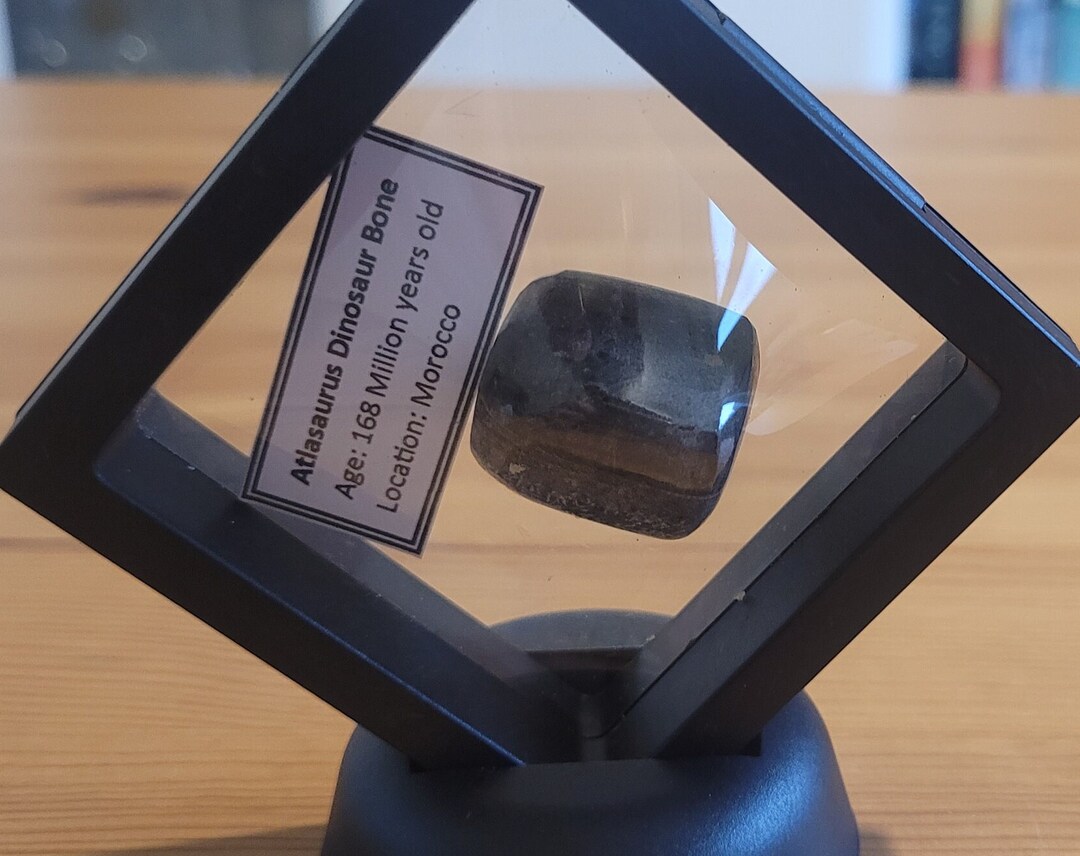 Atlasaurus Dinosaur Bone - Etsy