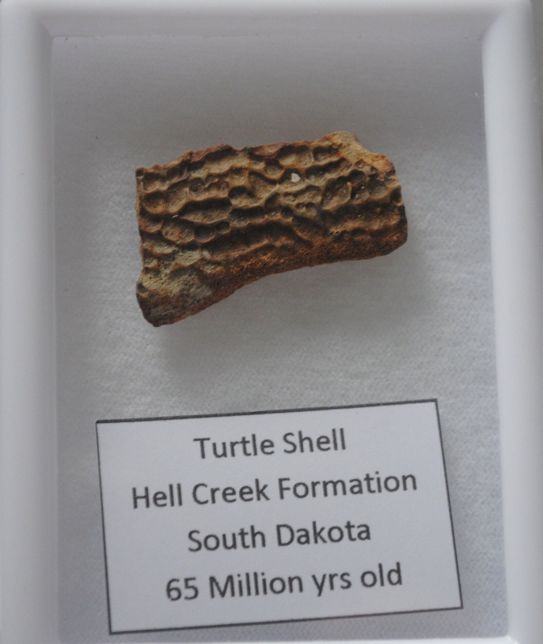 Fossil Turtle Shell 2 - Etsy