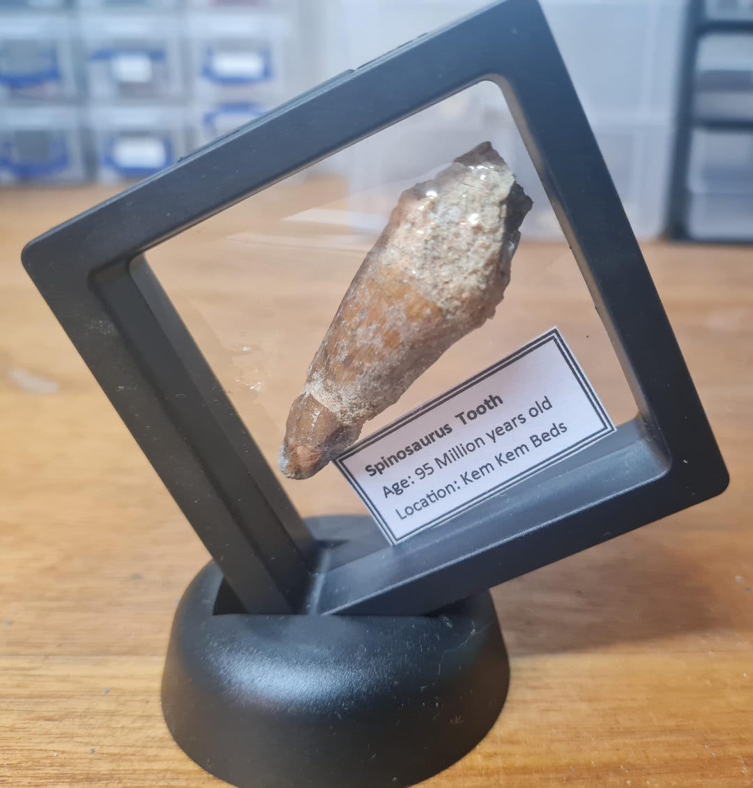 Spinosaurus Tooth in a Floating Frame! - Etsy