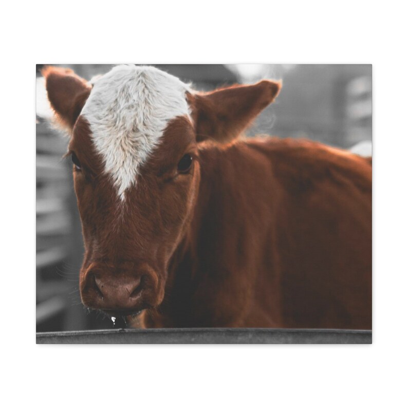 Cow Home Decor, Cow Picture, Ranch Decor, Canvas Cow Portrait, Home ...