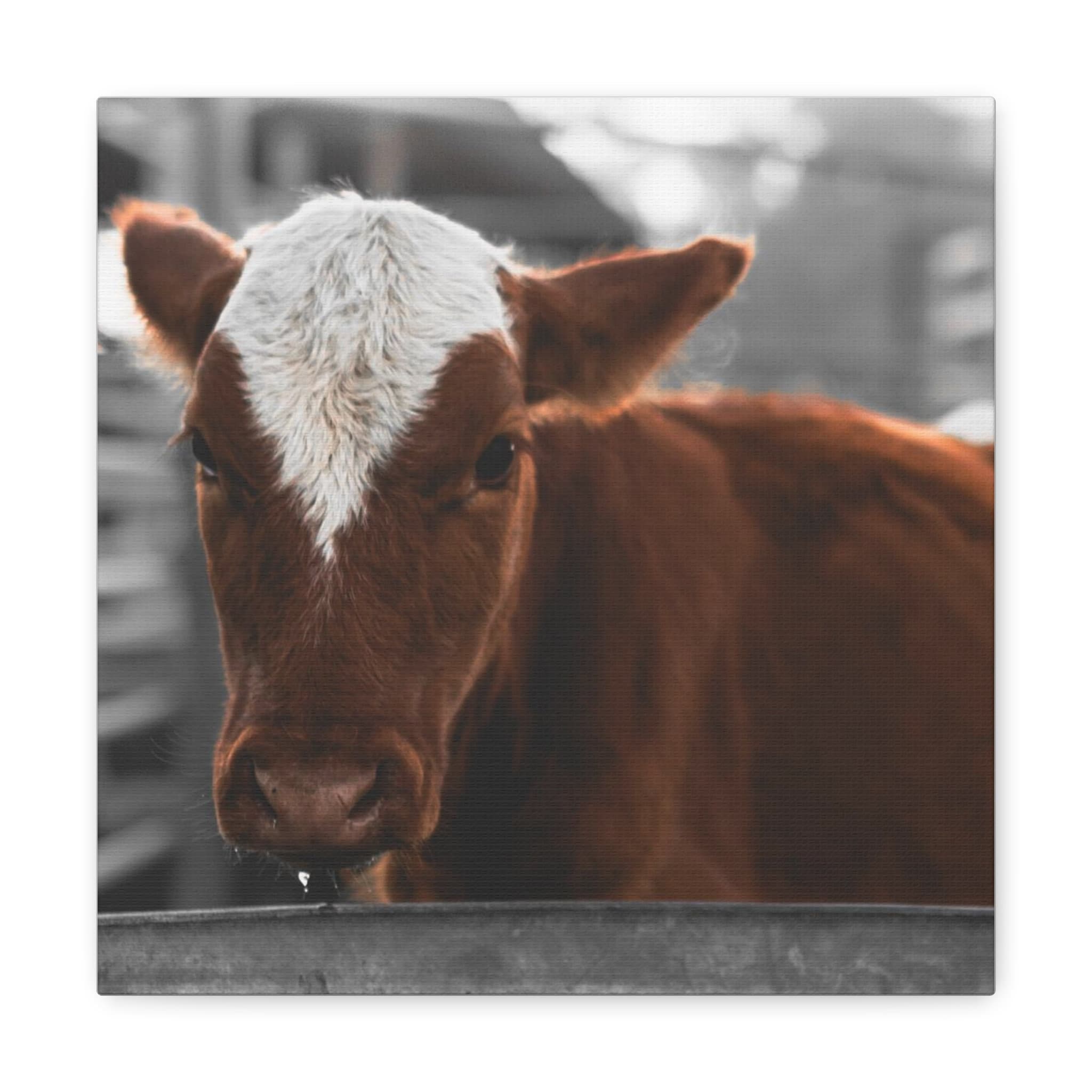 Cow Home Decor, Cow Picture, Ranch Decor, Canvas Cow Portrait, Home ...