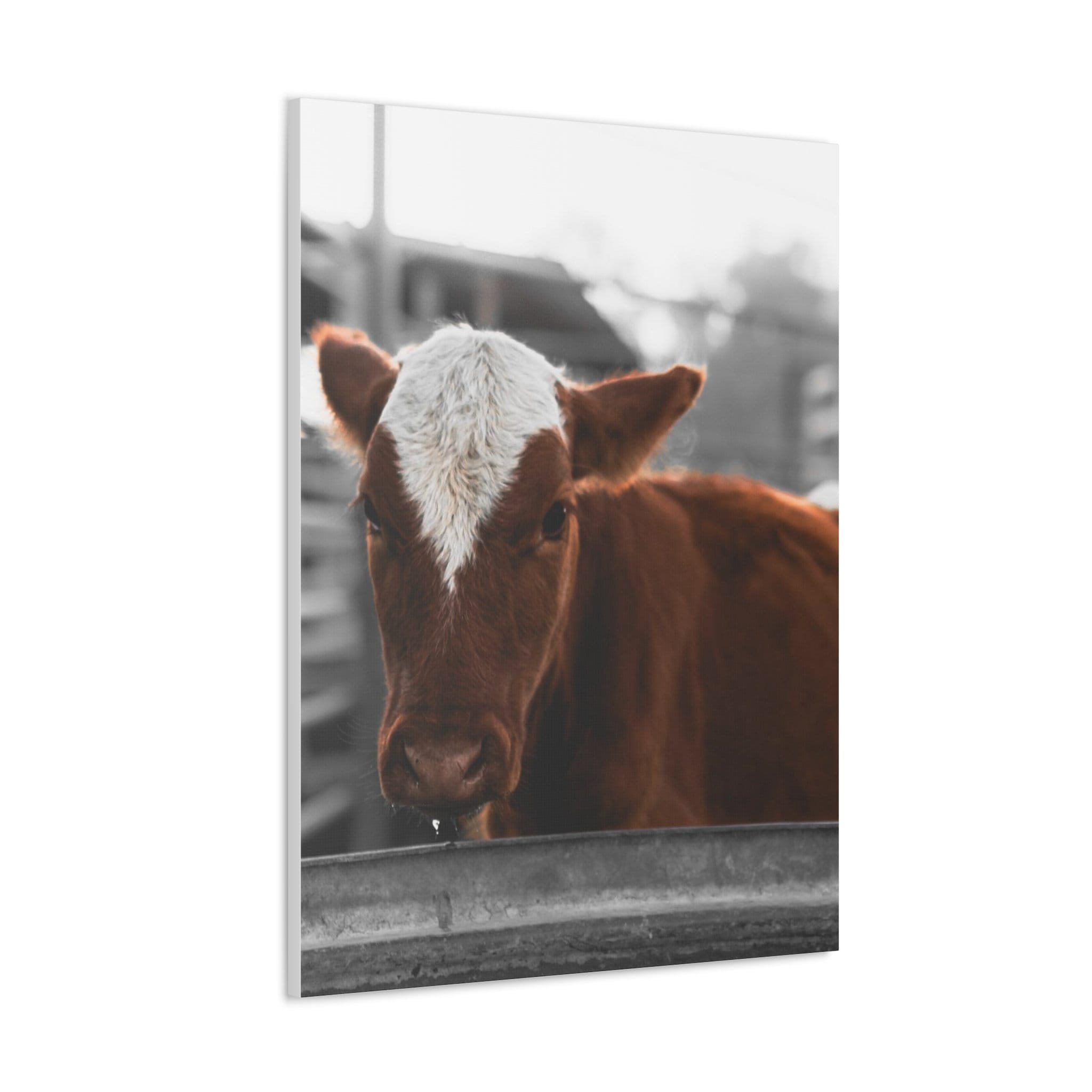 Cow Home Decor, Cow Picture, Ranch Decor, Canvas Cow Portrait, Home ...