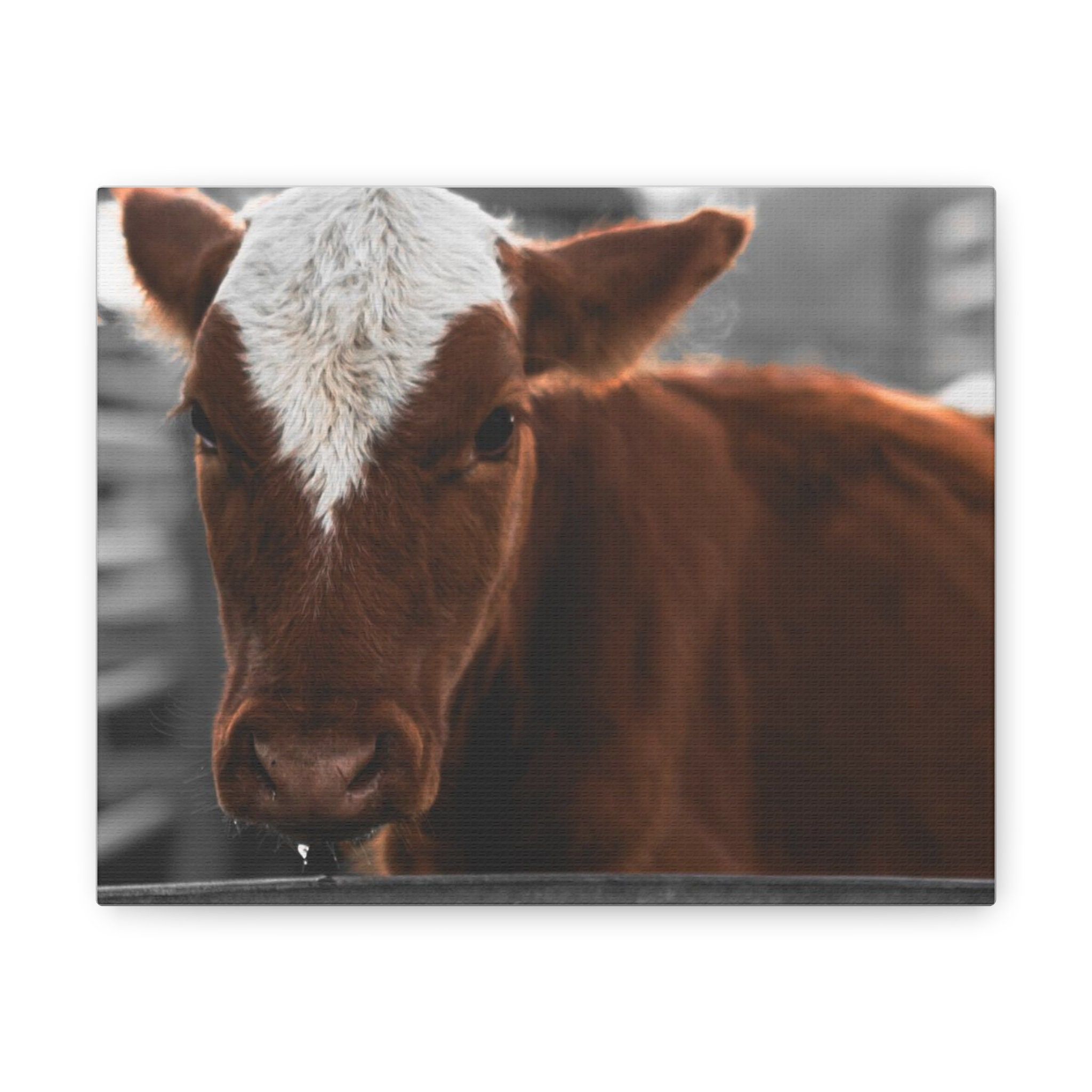 Cow Home Decor, Cow Picture, Ranch Decor, Canvas Cow Portrait, Home ...