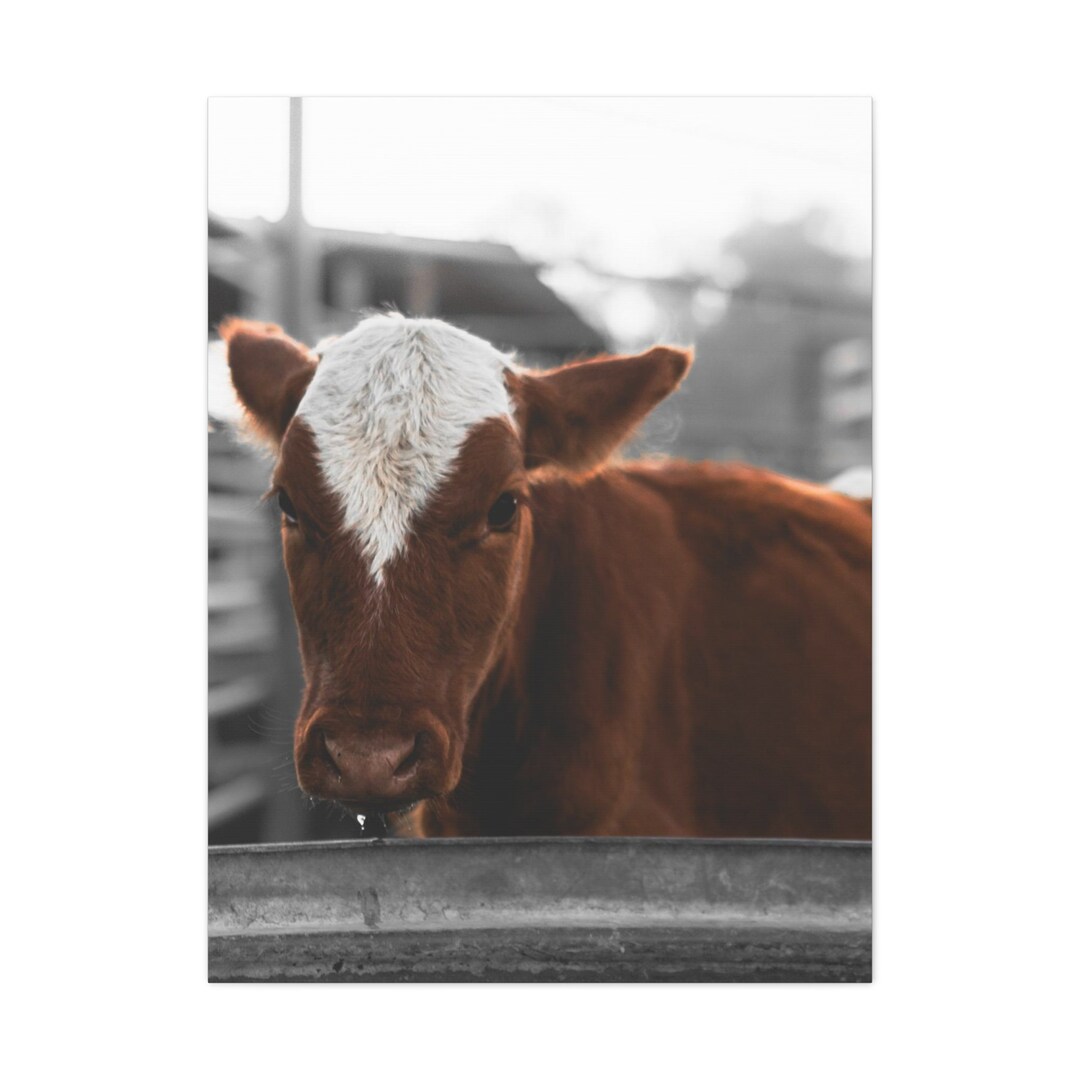 Cow Home Decor, Cow Picture, Ranch Decor, Canvas Cow Portrait, Home ...