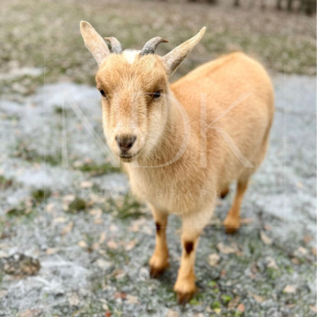 Goat Photography 'fluffy Tater Tot'. Goat Named Tater Tot With Her ...