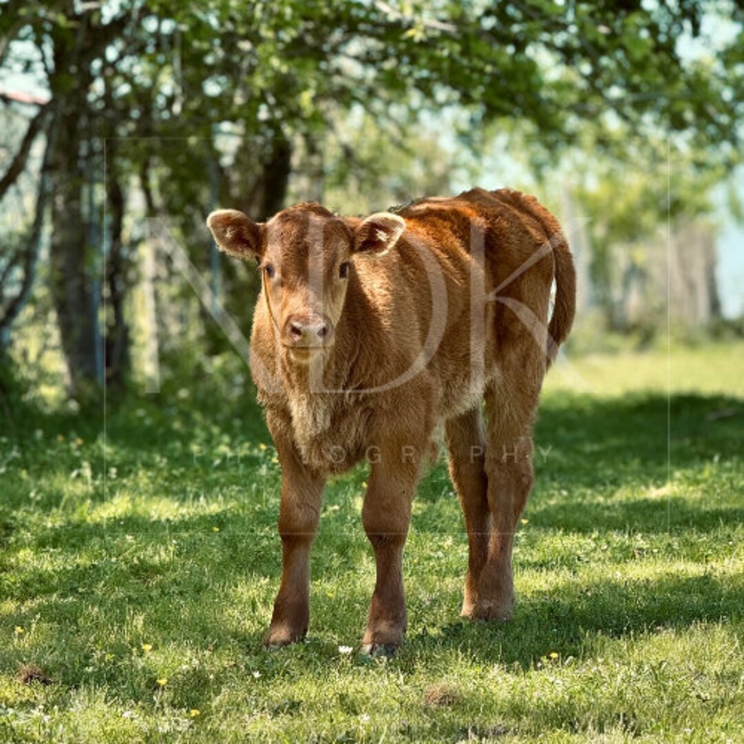 Cow Photography 'big Red'. Red Brown Calf Standing in Shade. - Etsy