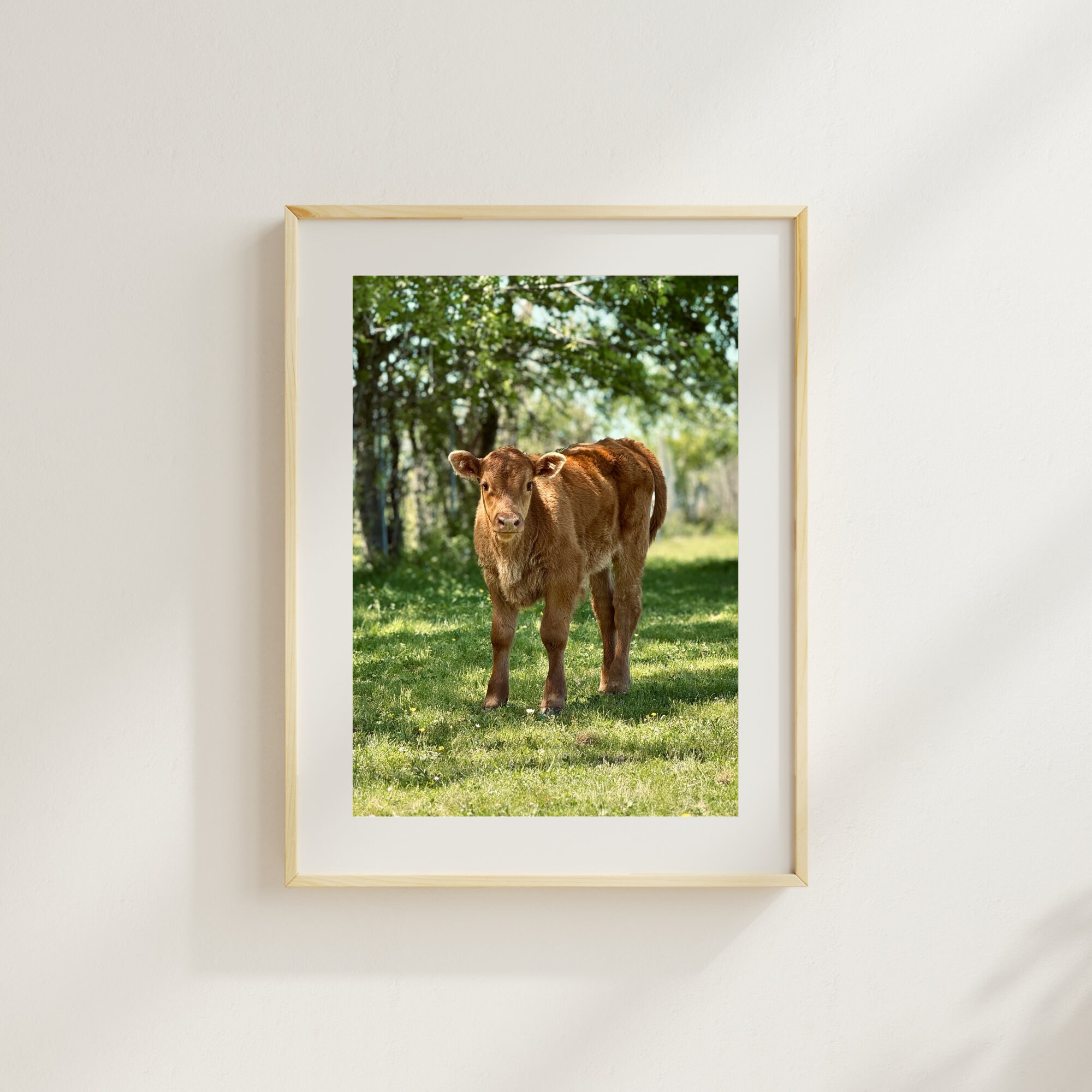 Cow Photography 'big Red'. Red Brown Calf Standing in Shade. - Etsy