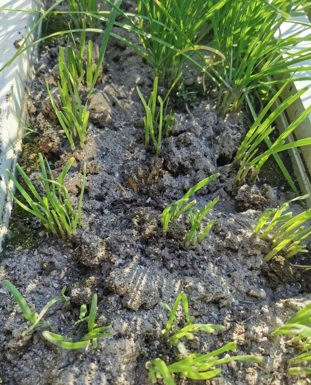 Premium Wood Ash - Hardwood Ash, Organic Fertilizer, Egg Shell,lye Soap ...