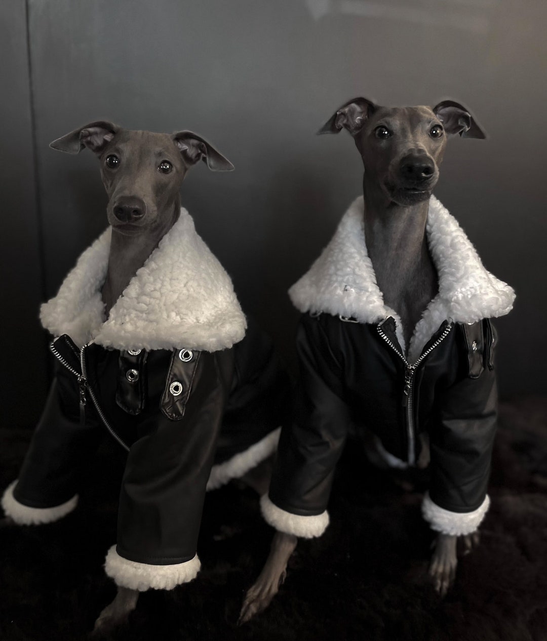 Aviator Shearling Jacket for Italian Greyhounds - Etsy