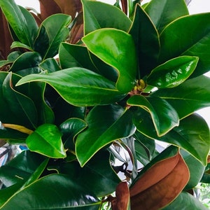 Fresh Cut Southern Magnolia Stems: Velvet Rust Tobacco Leaves, Florist ...