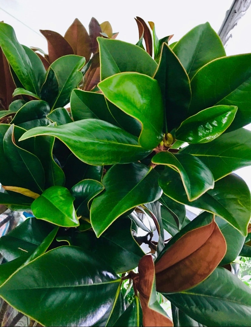 Fresh Natural Real Southern Magnolia Leaves velvet Rust Tobacco ...