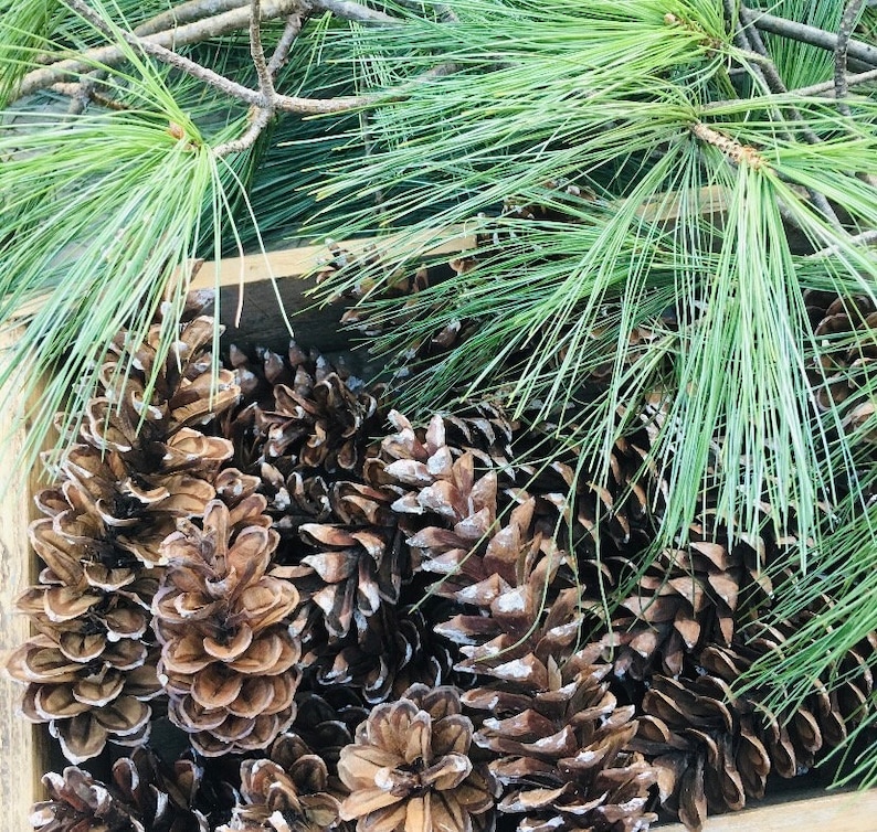 Fresh Cut Pine Branches: Eastern White or Virginia Pine, Holiday Decor ...