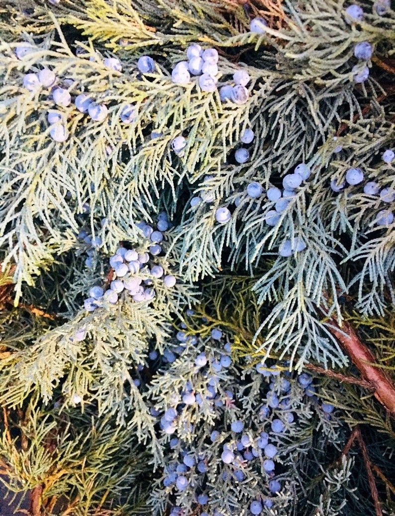 Moonglow Juniper Branches, Frosted Blue Berries, Oxford Cedar Fresh Cut ...