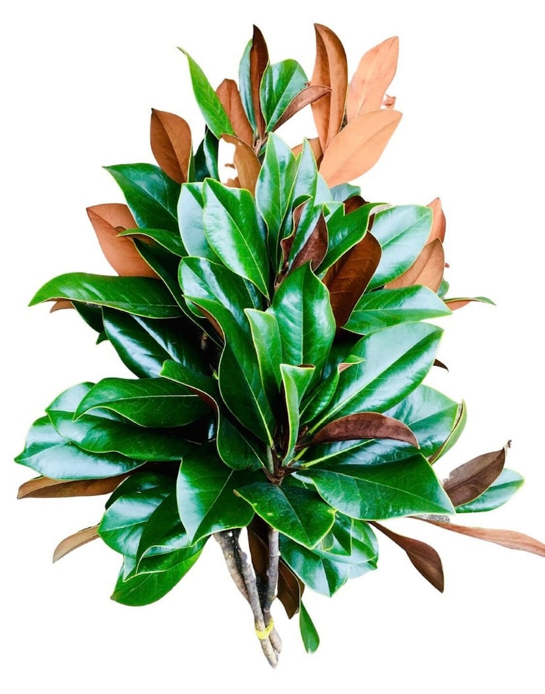 Fresh Cut Southern Magnolia Stems: Velvet Rust Tobacco Leaves, Florist ...