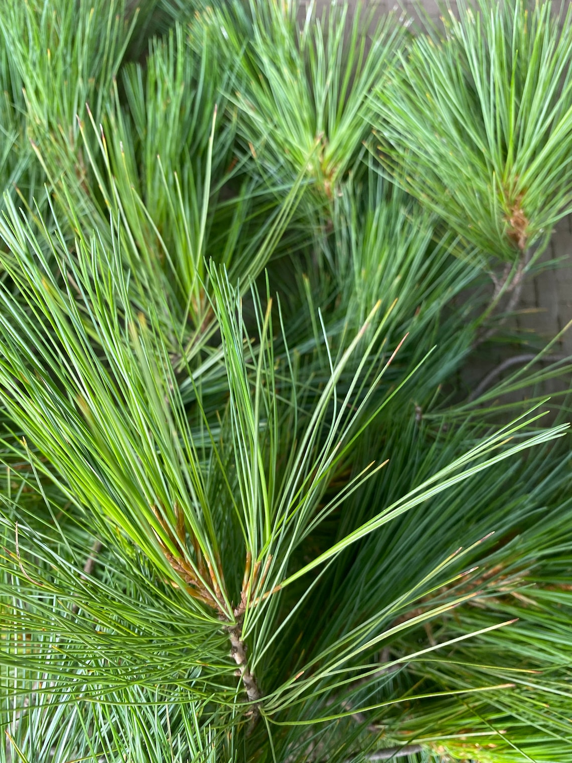Fresh Cut Pine Branches: Eastern White or Virginia Pine, Holiday Decor ...