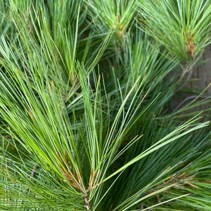 Fresh Cut Pine Branches: Eastern White or Virginia Pine, Holiday Decor ...