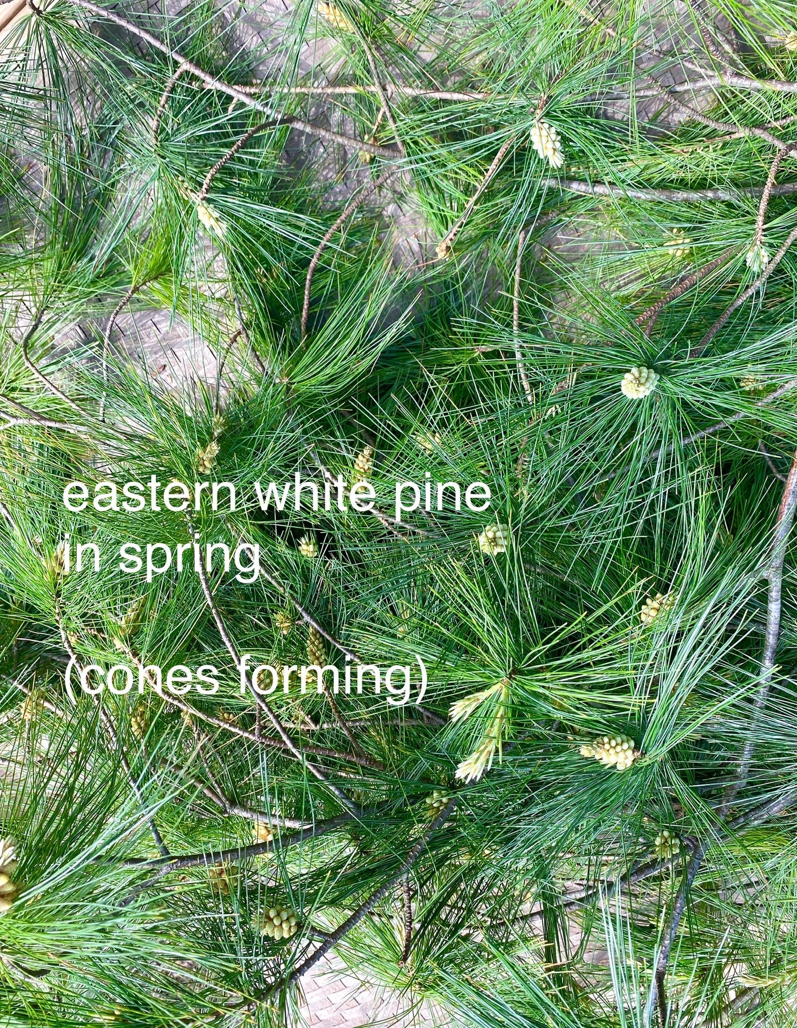 Fresh Cut Pine Branches: Eastern White or Virginia Pine, Holiday Decor ...